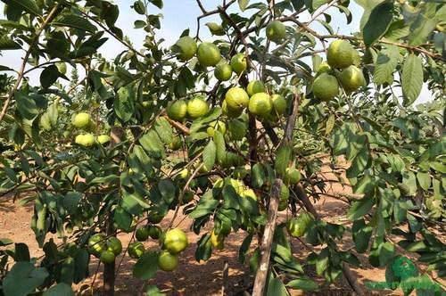 Tree List – Afforestation Lahore